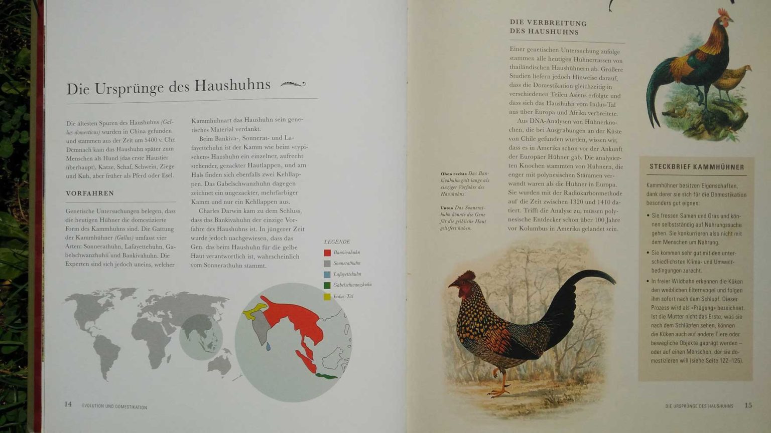 Das HUHN - Huehner-Blog.de